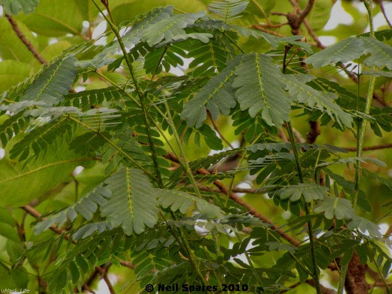 Albizia Odoratissima Eflora Of India